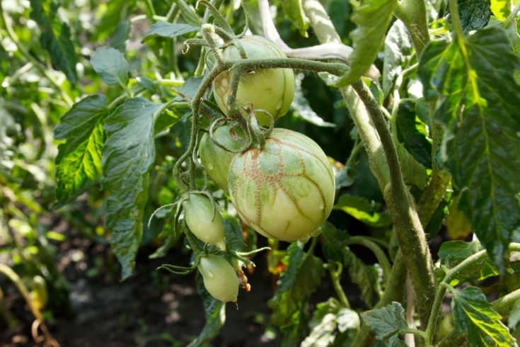 Tomato Zippering: Why It Happens & How To Prevent It - Tomato Bible