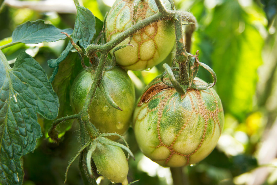 Tomato Zippering: Why It Happens & How To Prevent It - Tomato Bible