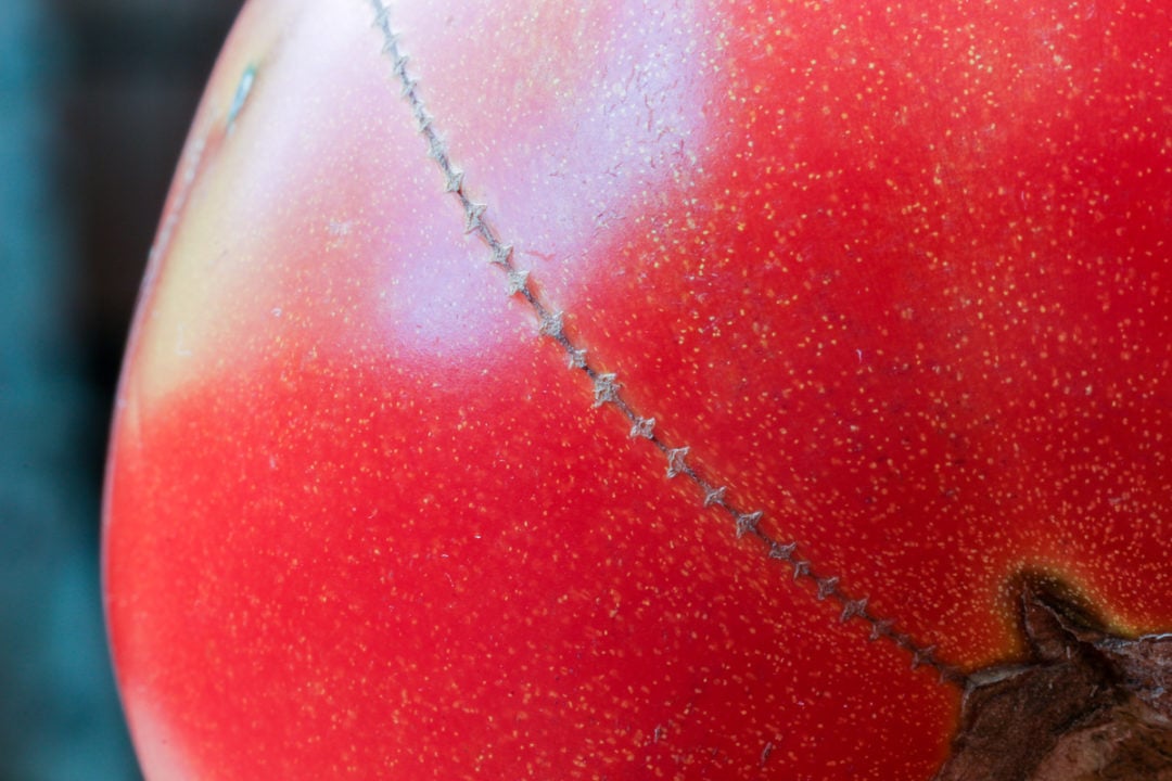 Tomato Zippering: Why It Happens & How To Prevent It - Tomato Bible