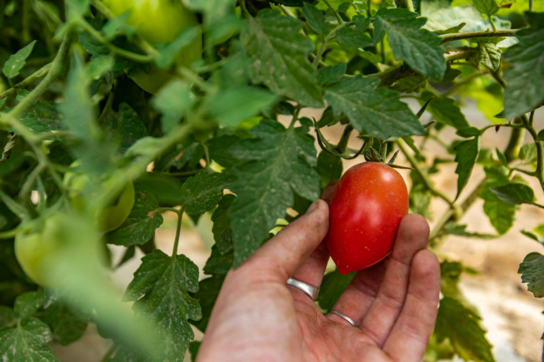 14 Best Tomato Varieties for Fresh Tomato Sauce - Tomato Bible