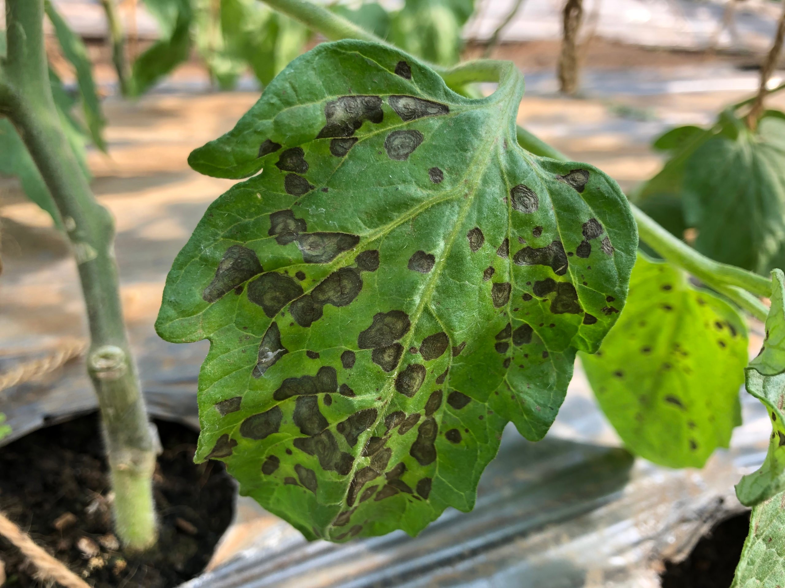 12 Tomato Plant Diseases: Identify, Prevent & Treat - Tomato Bible