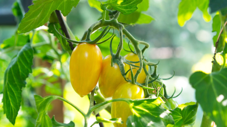 10 Best Tomato Varieties For Making Fresh Salsa - Tomato Bible