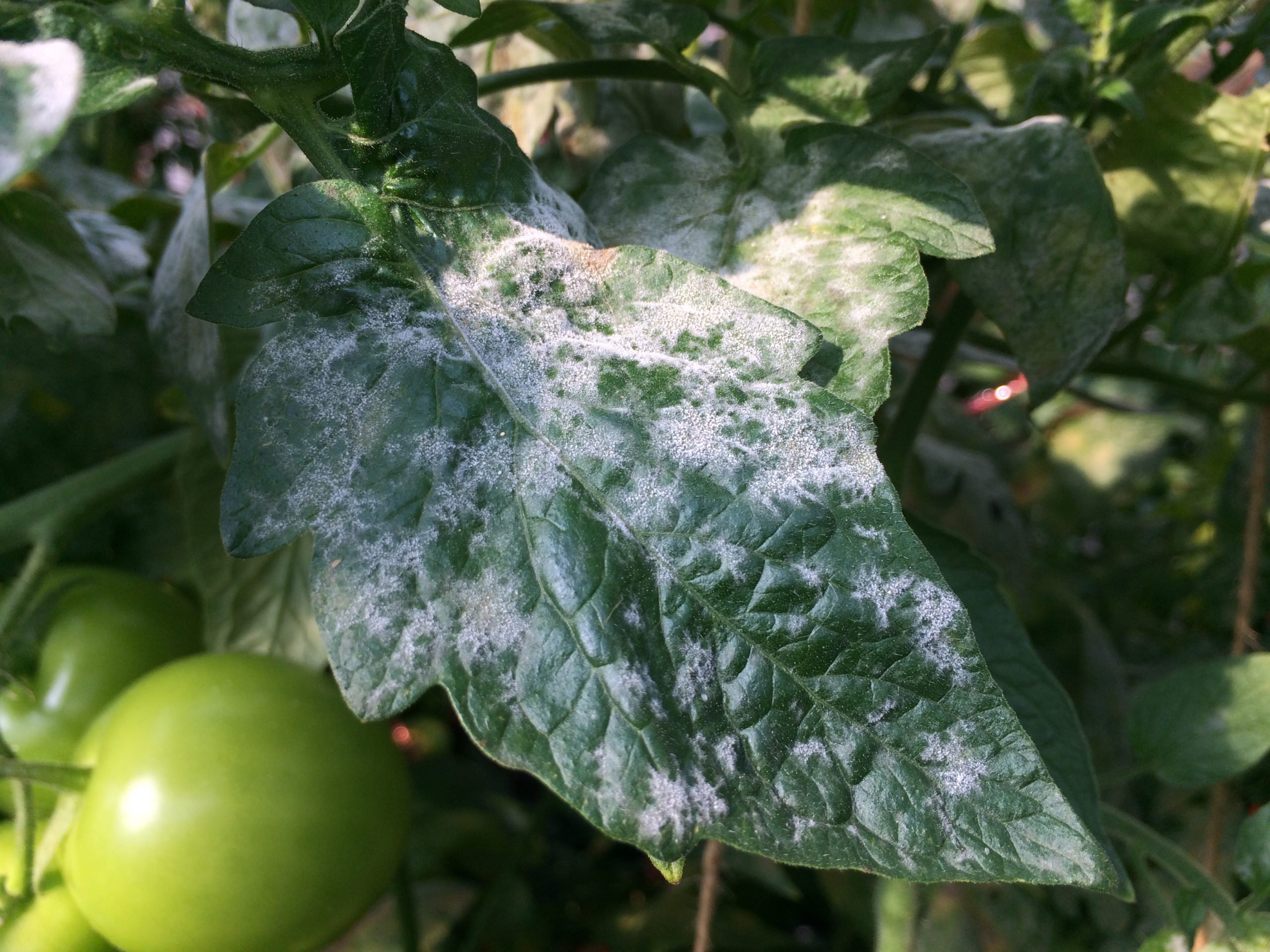 12 Tomato Plant Diseases: Identify, Prevent & Treat - Tomato Bible