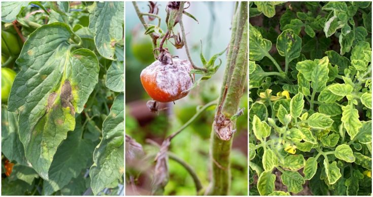12 Tomato Plant Diseases: Identify, Prevent & Treat - Tomato Bible
