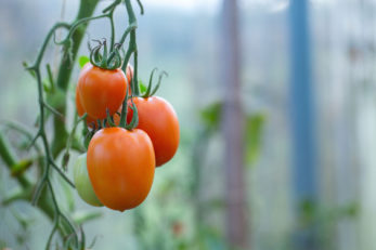 10 Best Tomato Varieties For Making Fresh Salsa - Tomato Bible