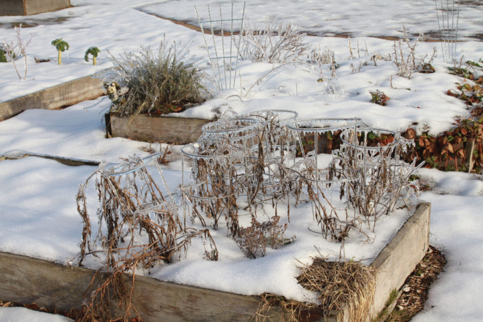 3 Clever Ways To Grow Tomatoes Through Winter - Tomato Bible