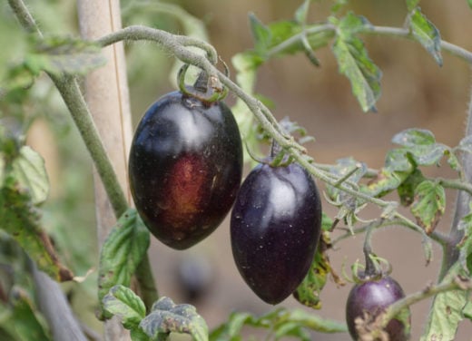 18 Black (Or Nearly Black) Tomato Varieties - Tomato Bible