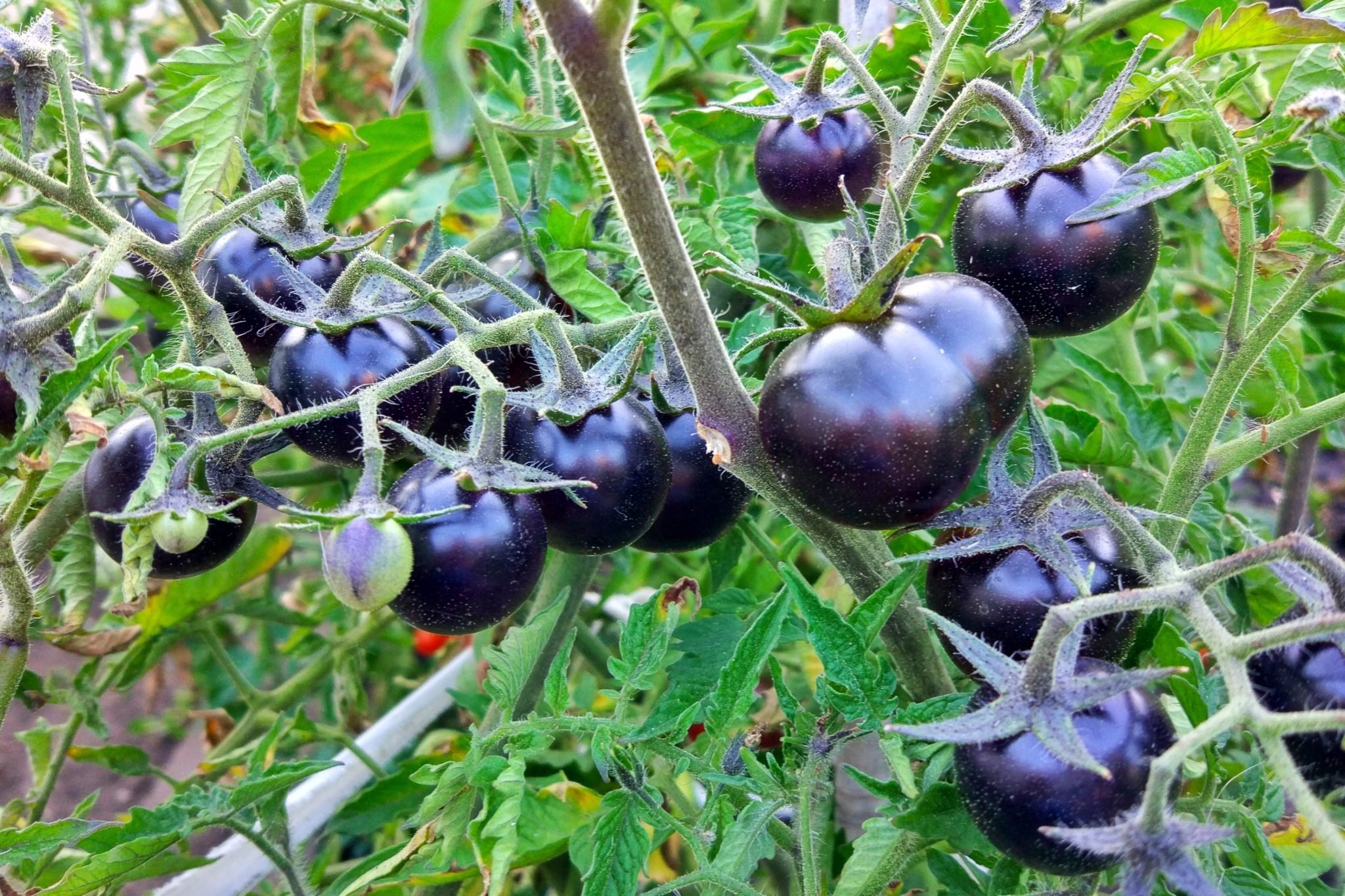 18 Black (Or Nearly Black) Tomato Varieties - Tomato Bible