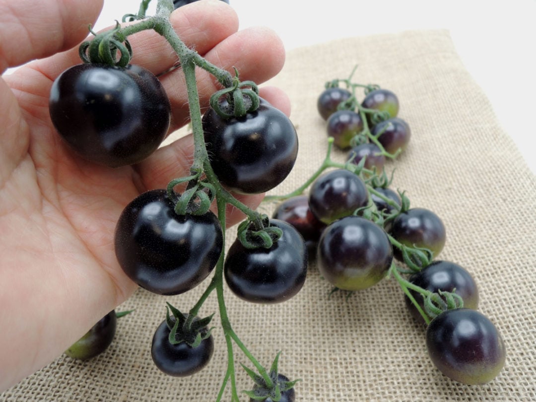 18 Black (Or Nearly Black) Tomato Varieties - Tomato Bible