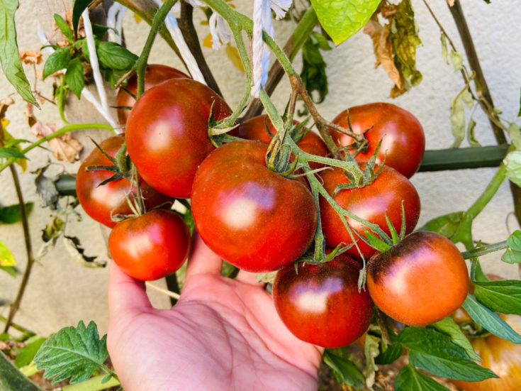 Black Krim Tomato Profile & Grow Guide - Tomato Bible