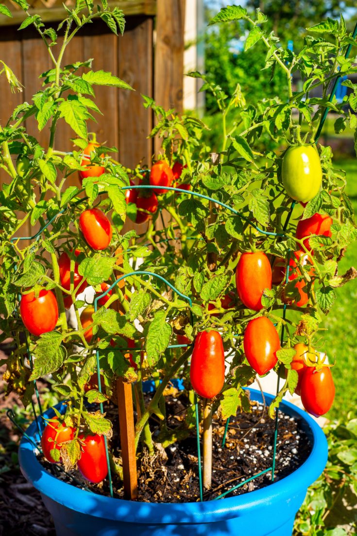The Perfect Potting Soil Mix For Growing Tomatoes In Pots - Tomato Bible