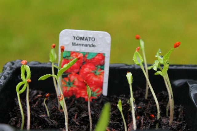 How To Grow Tomatoes - From Seed To Harvest - Tomato Bible
