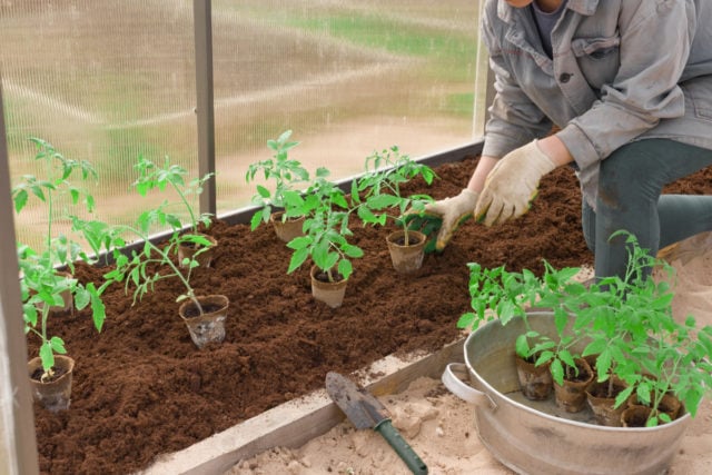 How To Grow Tomatoes - From Seed To Harvest - Tomato Bible