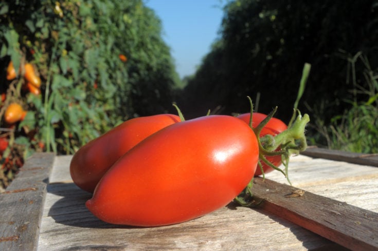 San Marzano Tomato Profile & Grow Guide - Tomato Bible