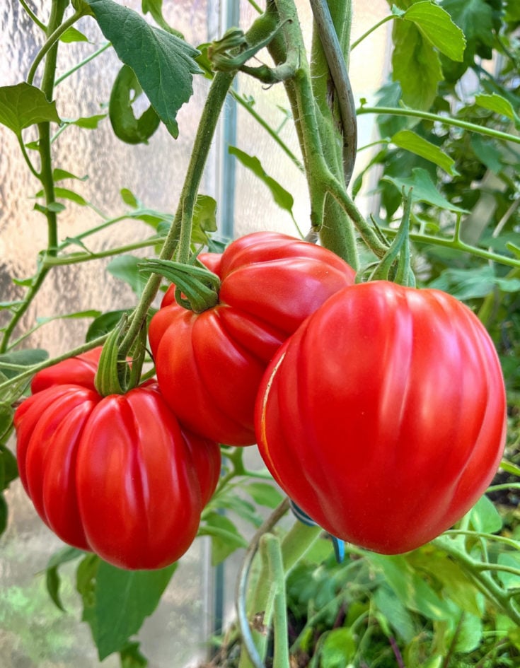 Giant Tomatoes: 21 Tomato Varieties For Growing Huge Tomatoes - Tomato ...