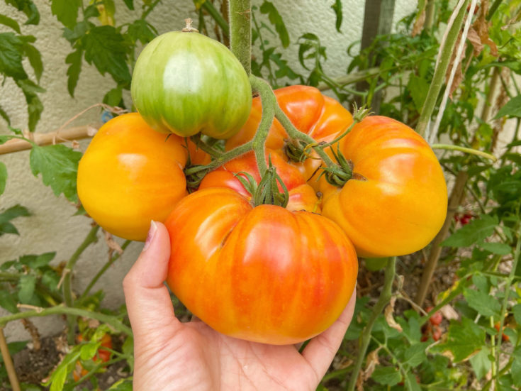Brandywine Tomato Profile & Grow Guide - Tomato Bible