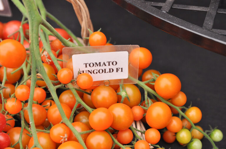 Growing Sungold Tomatoes - What You Need To Know - Tomato Bible